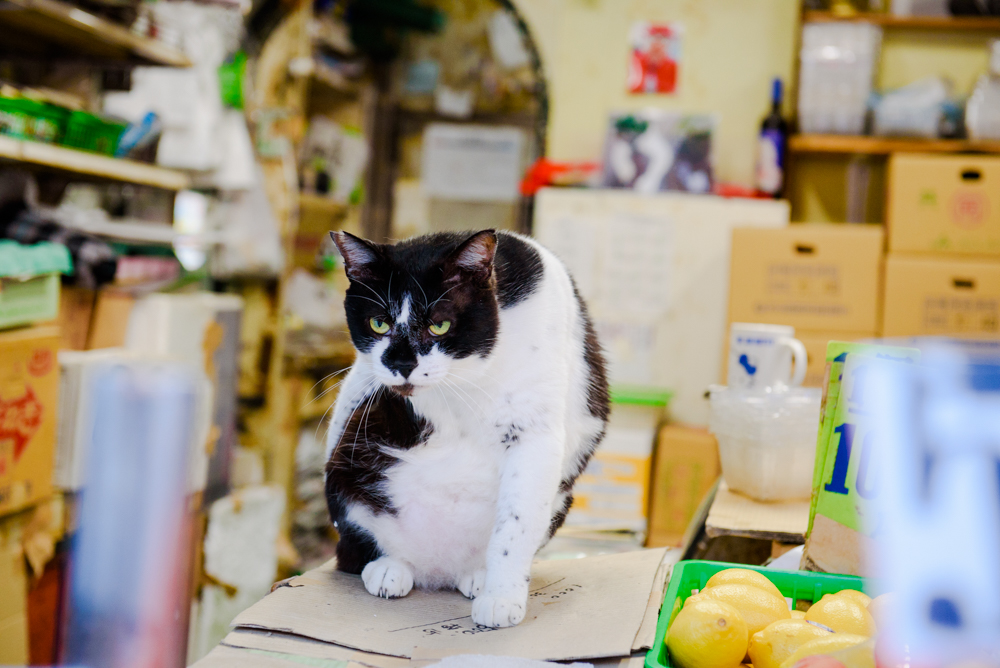 Public cats of Tokyo: Kato Shoten, Takadanobaba | Time Out Tokyo