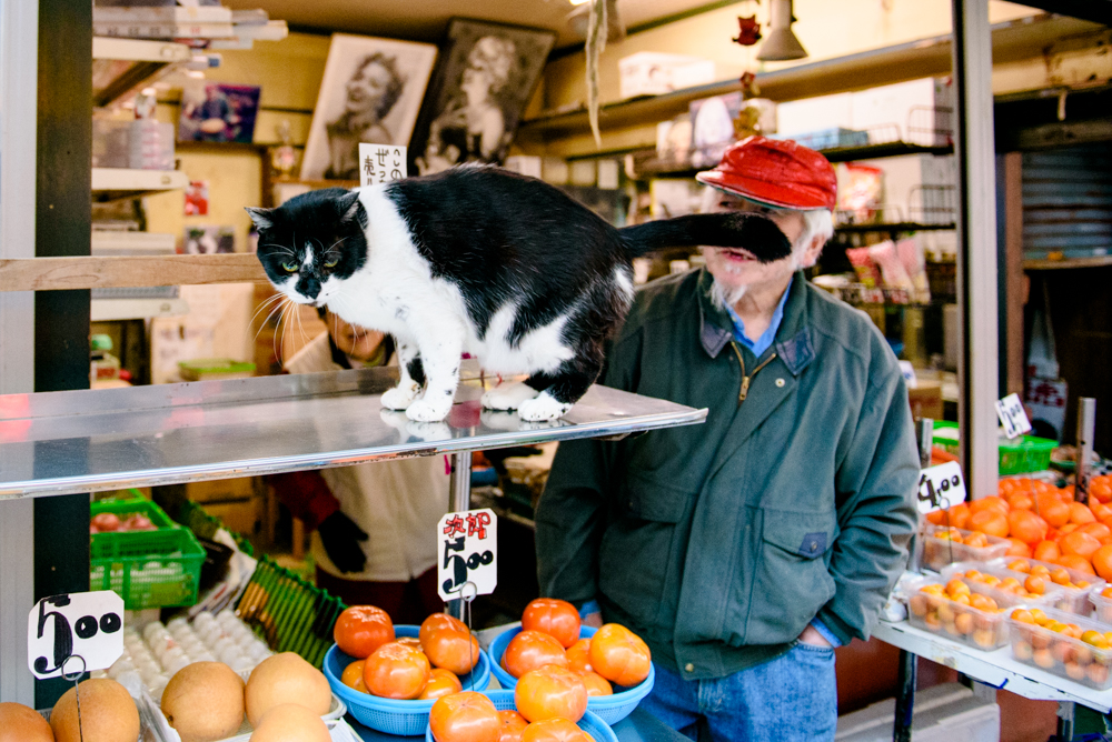 Public cats of Tokyo: Kato Shoten, Takadanobaba | Time Out Tokyo