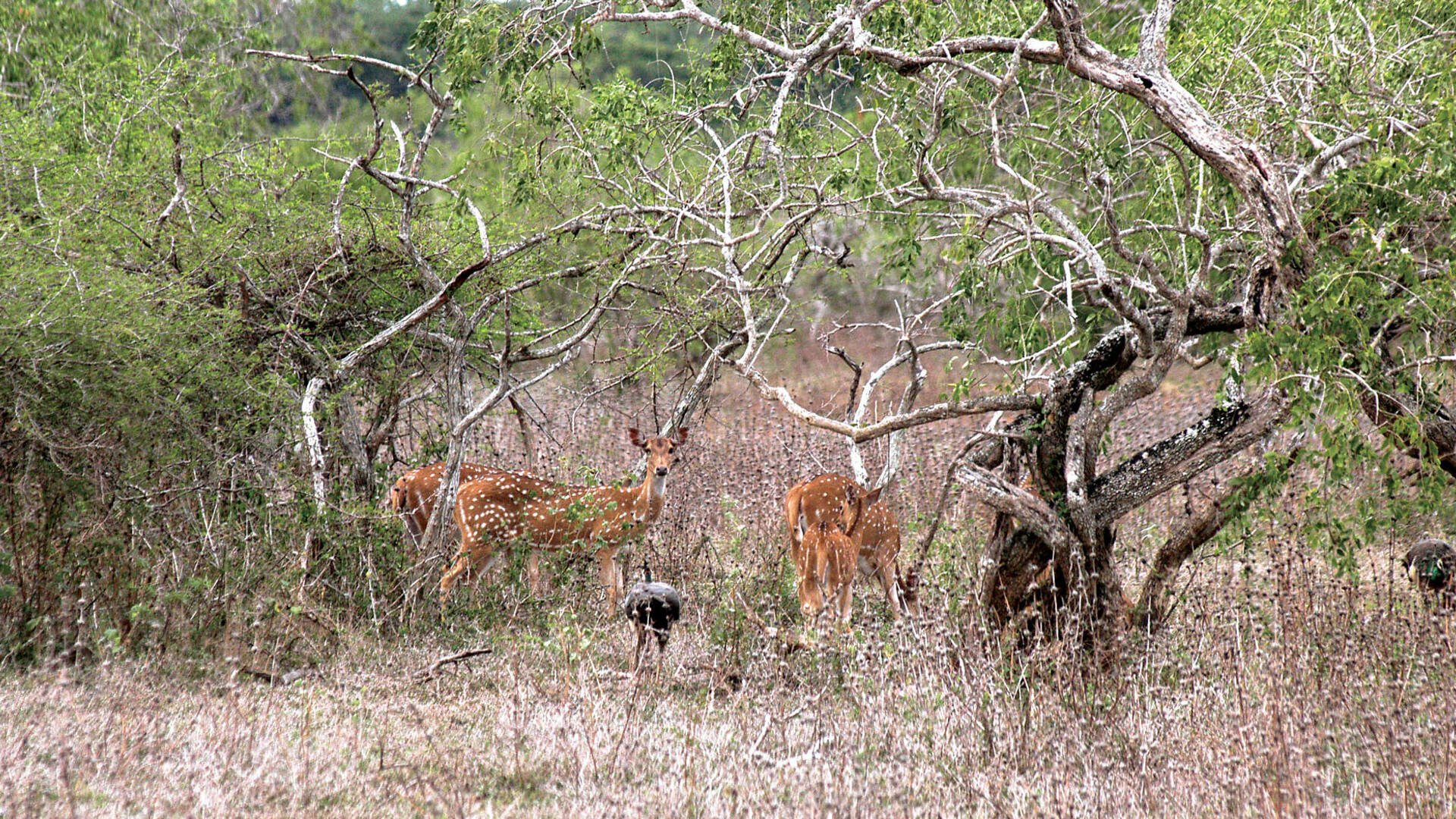 A safari to Yala