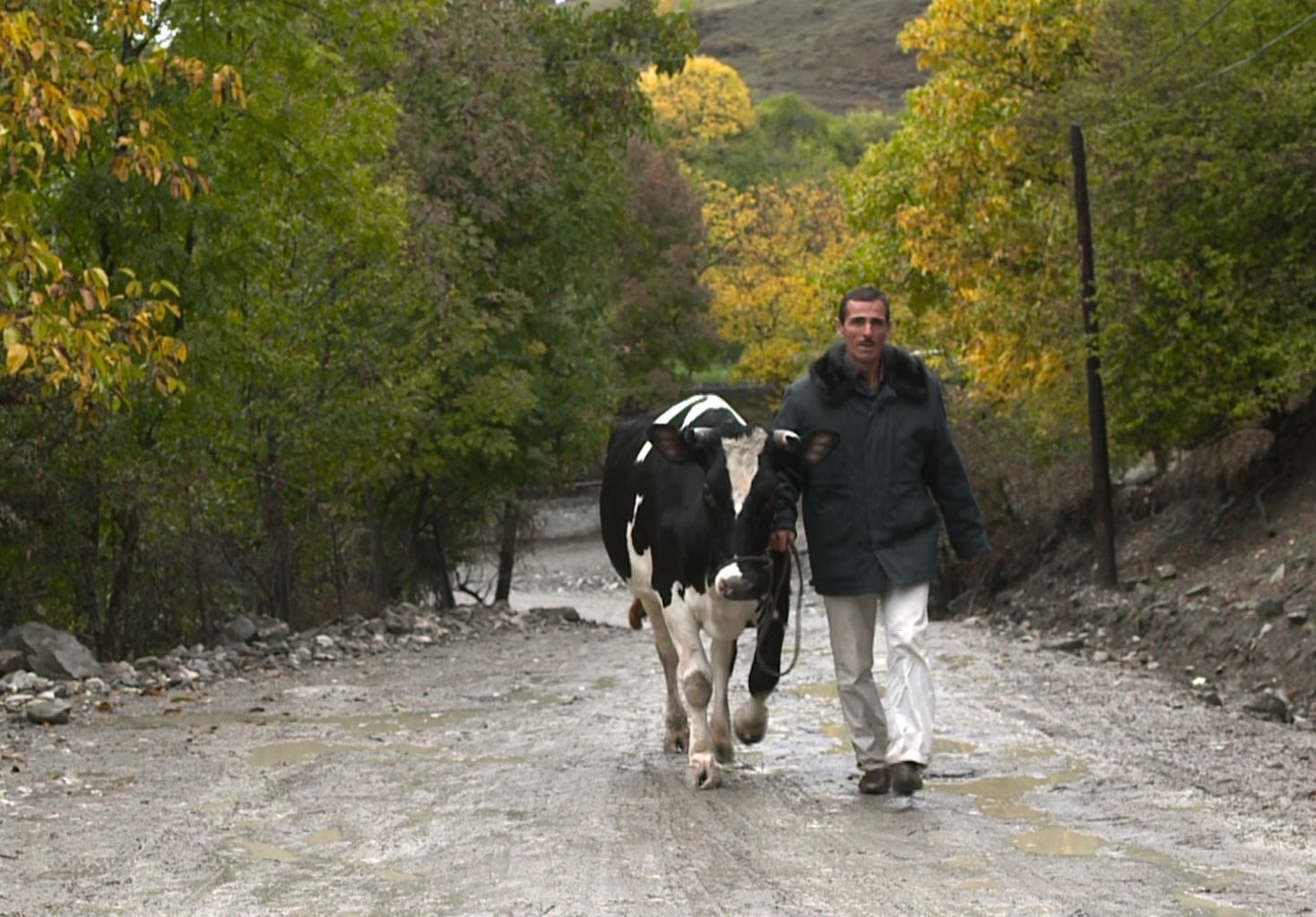 Holy Cow 2015, directed by Imam Hasanov | Film review