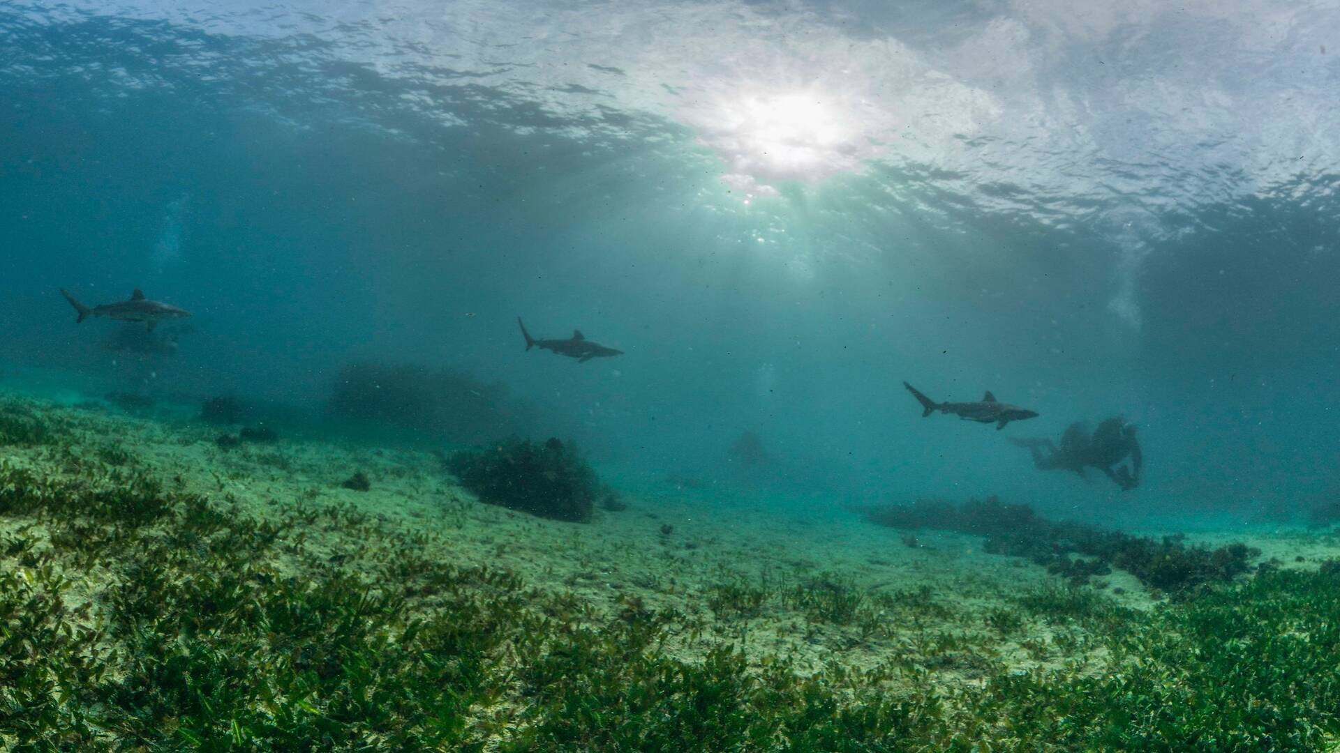 Dive Centre Manly | Attractions in Manly, Sydney
