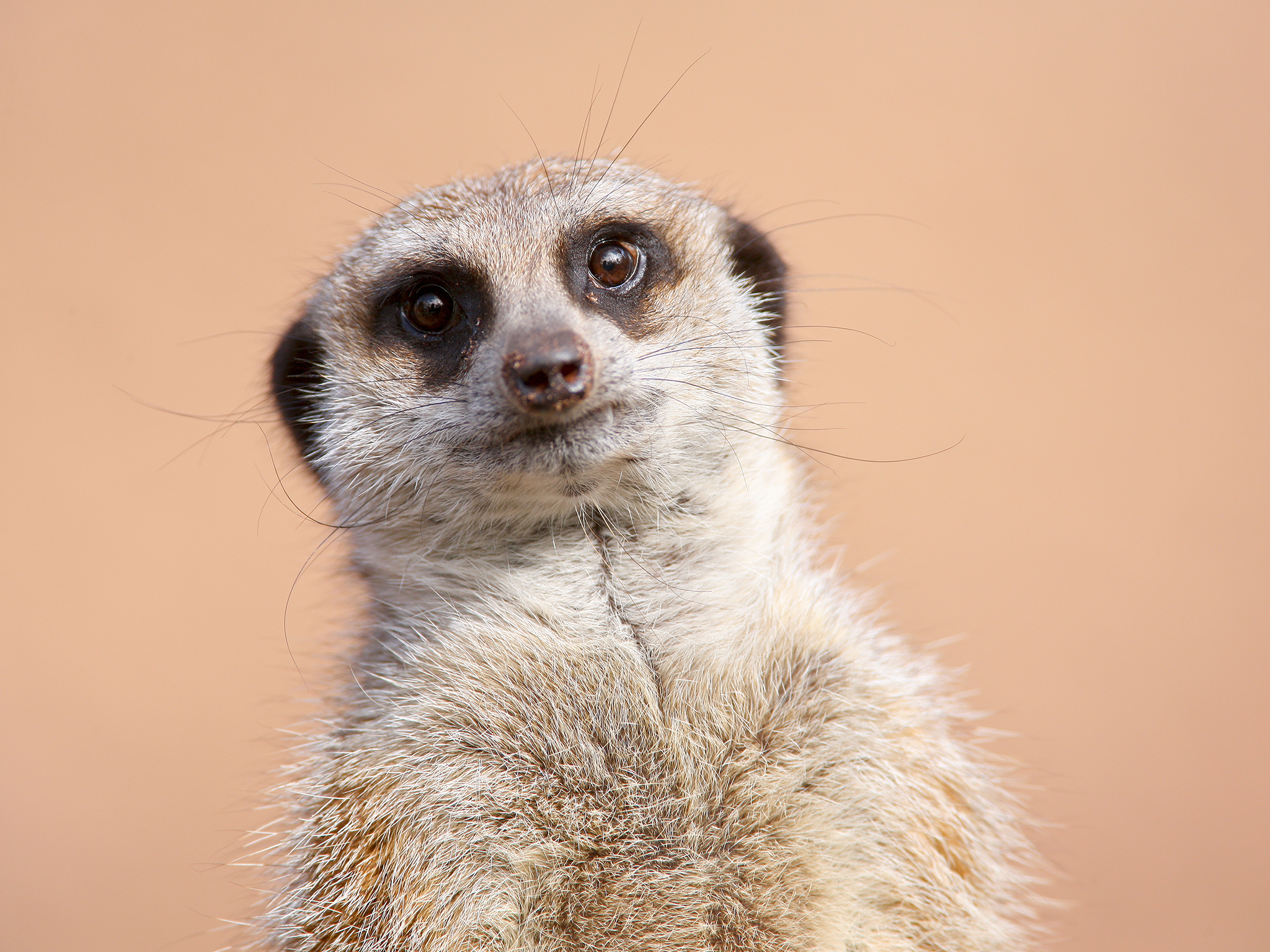 Four things you didn't know you could do at Melbourne Zoo