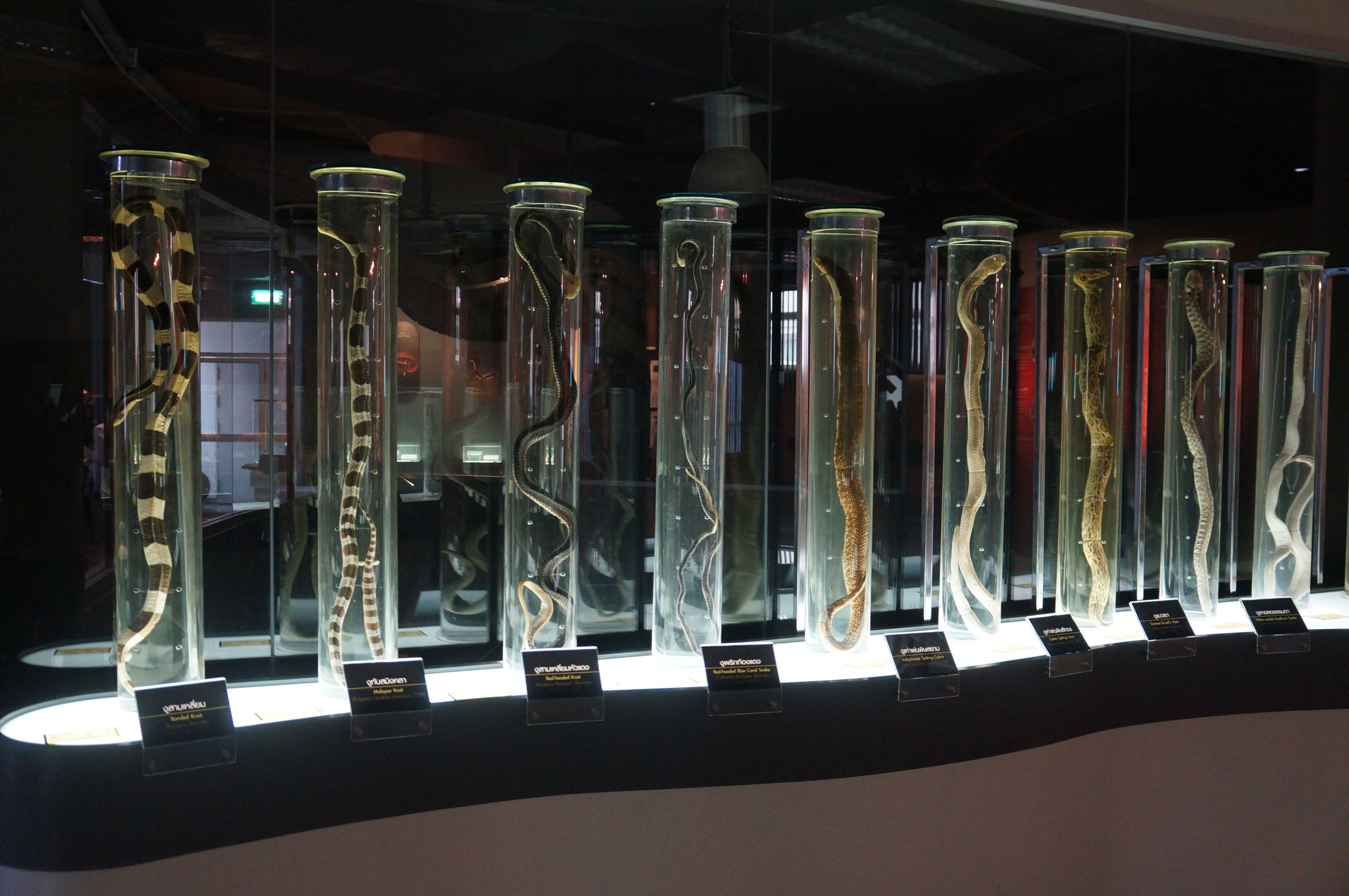 Snake Farm | Attractions in Bangkok