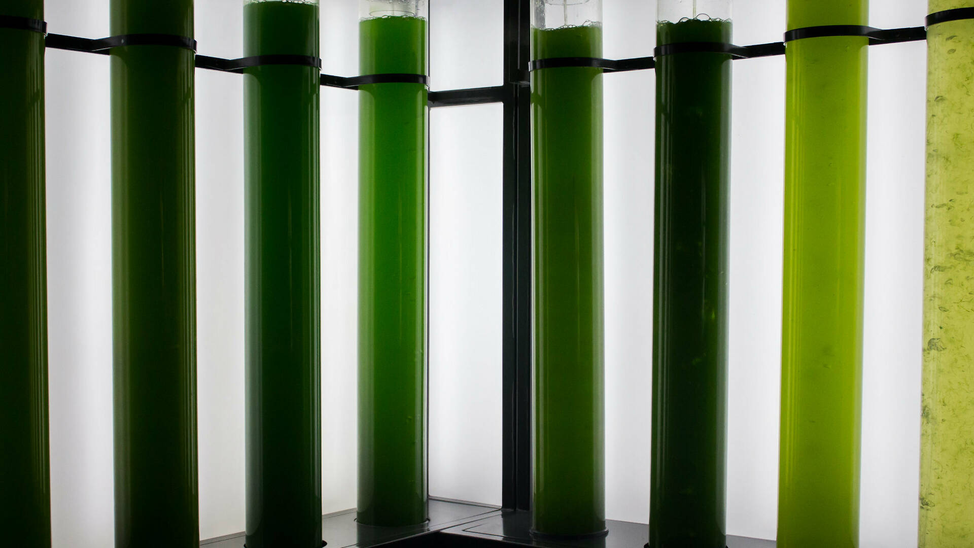 Laboratorio Submarino Blau Life