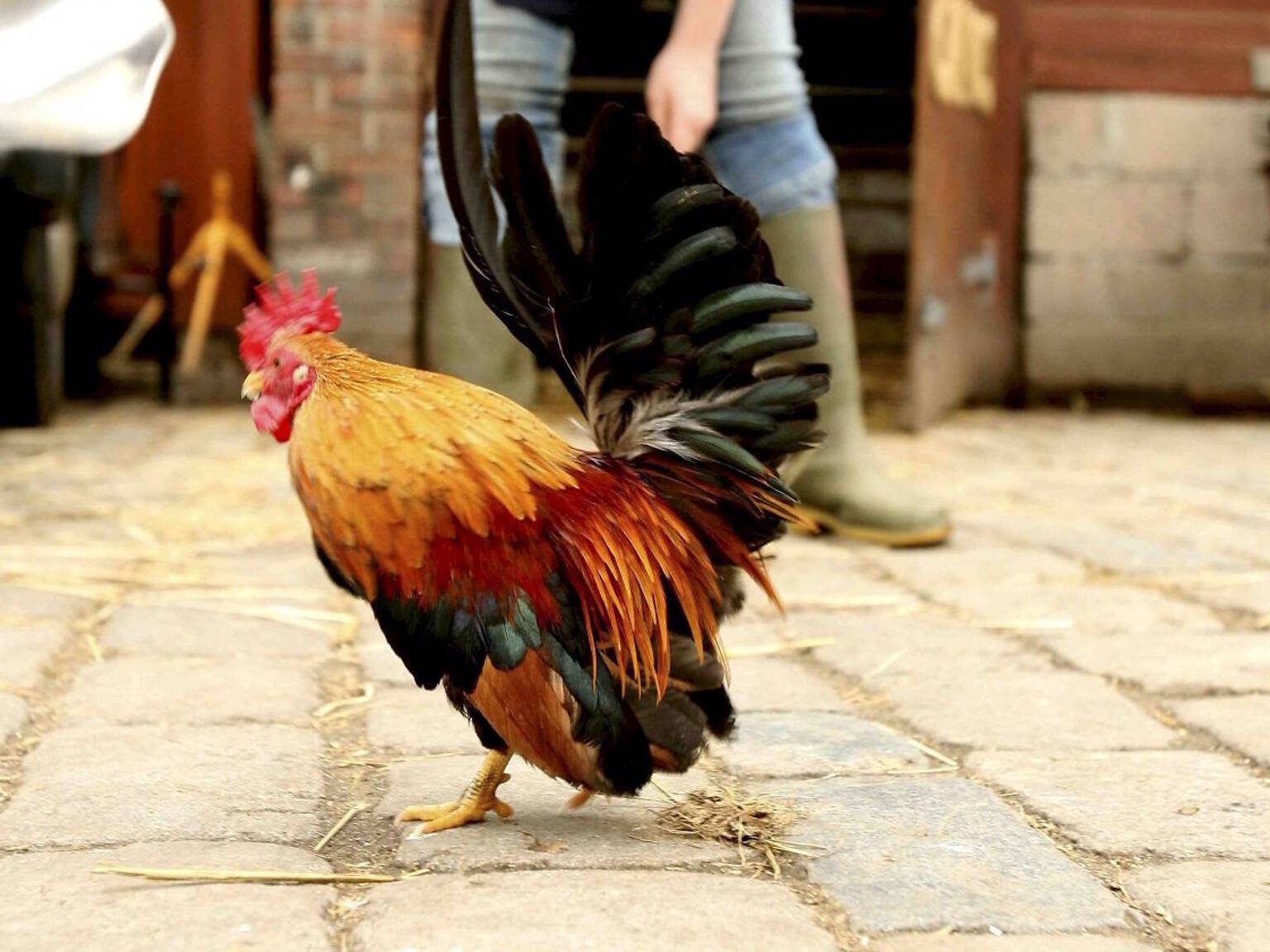 Best City Farms In London For Spotting Super Cute Animals
