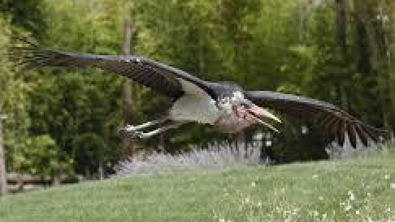 Falconeria Locarno | Things to do in Ticino, Switzerland