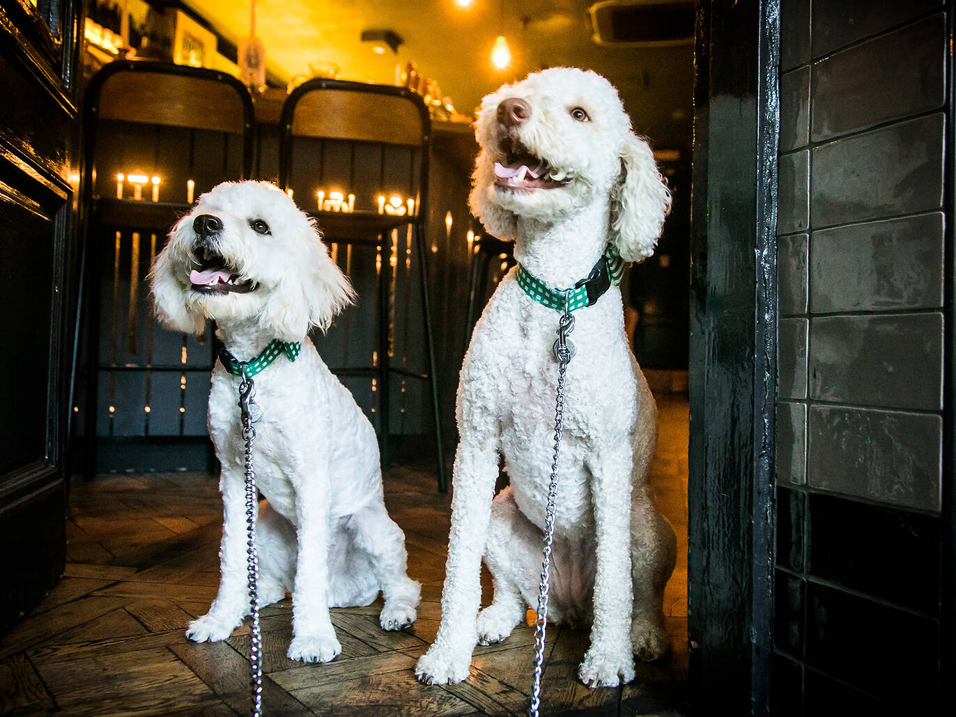 11 Dog-Friendly Pubs and Bars in Sydney to Visit with your Pup
