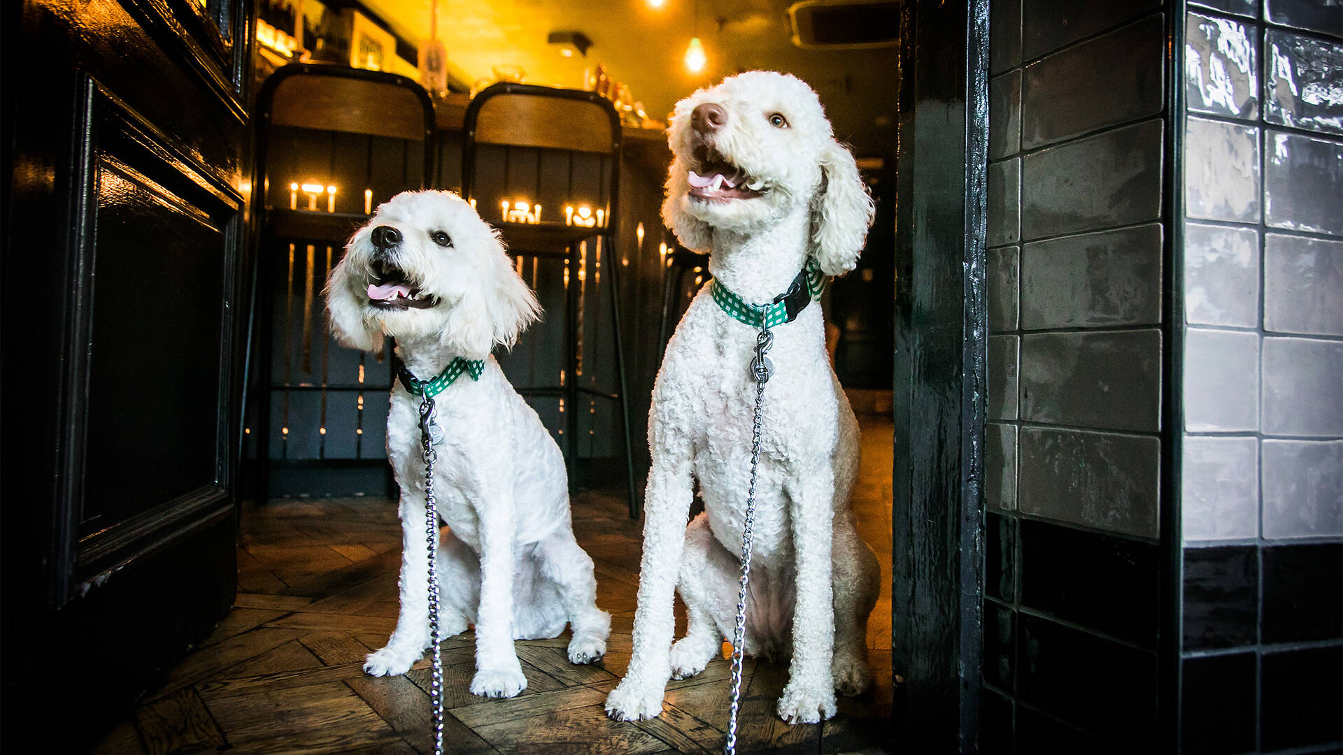 11 Dog-Friendly Pubs and Bars in Sydney to Visit with your Pup