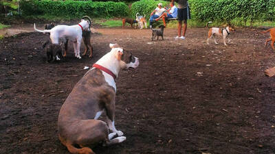 17 Best Dog Parks in New York City