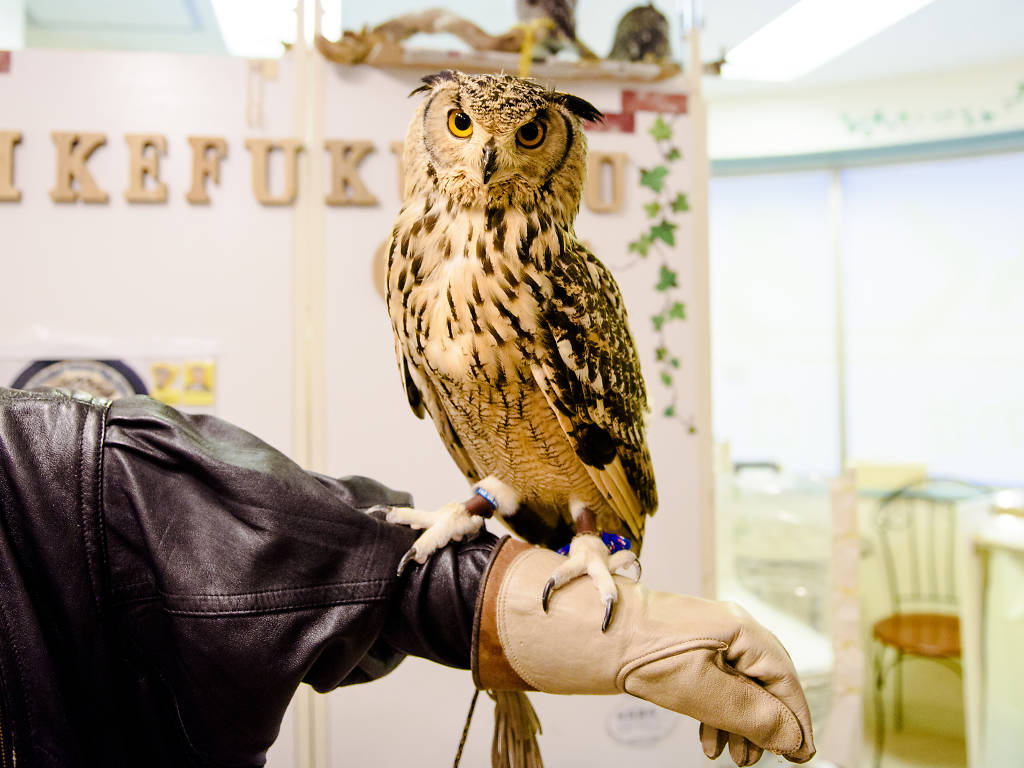 Best places to see wildlife in Tokyo and Japan | Time Out Tokyo