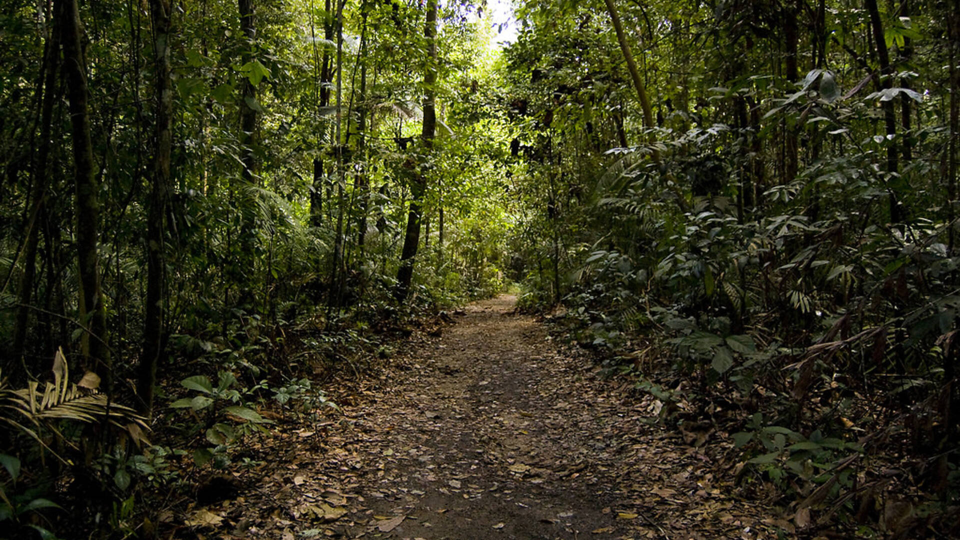 The Ultimate Guide To MacRitchie Reservoir