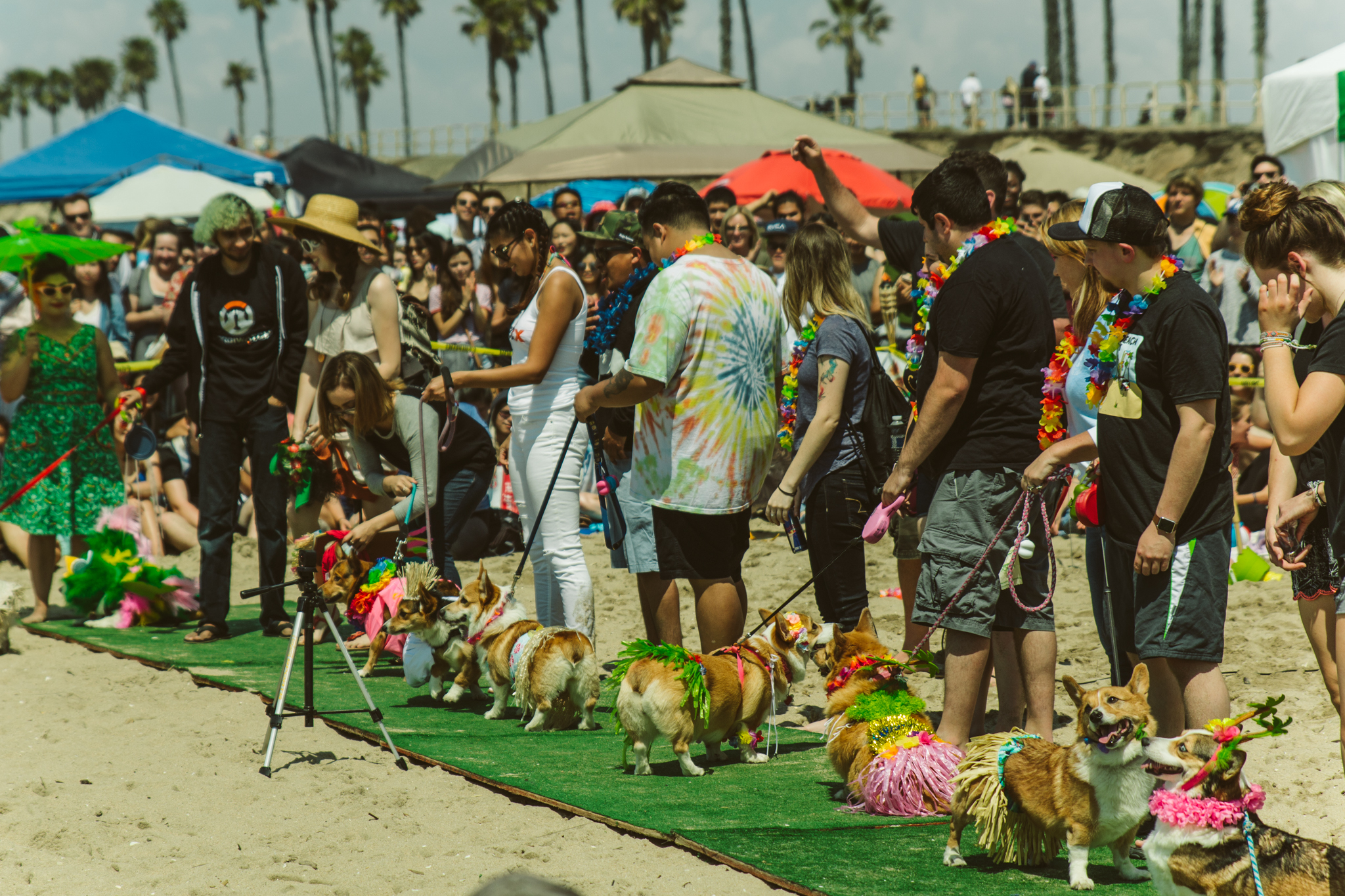 The dogs were out at Huntington Beach for So Cal Corgi Beach Day