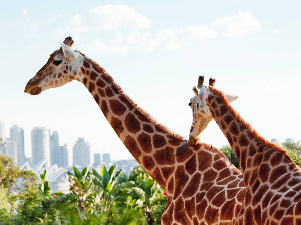 10 Best Animal Experiences in Sydney To See Wildlife
