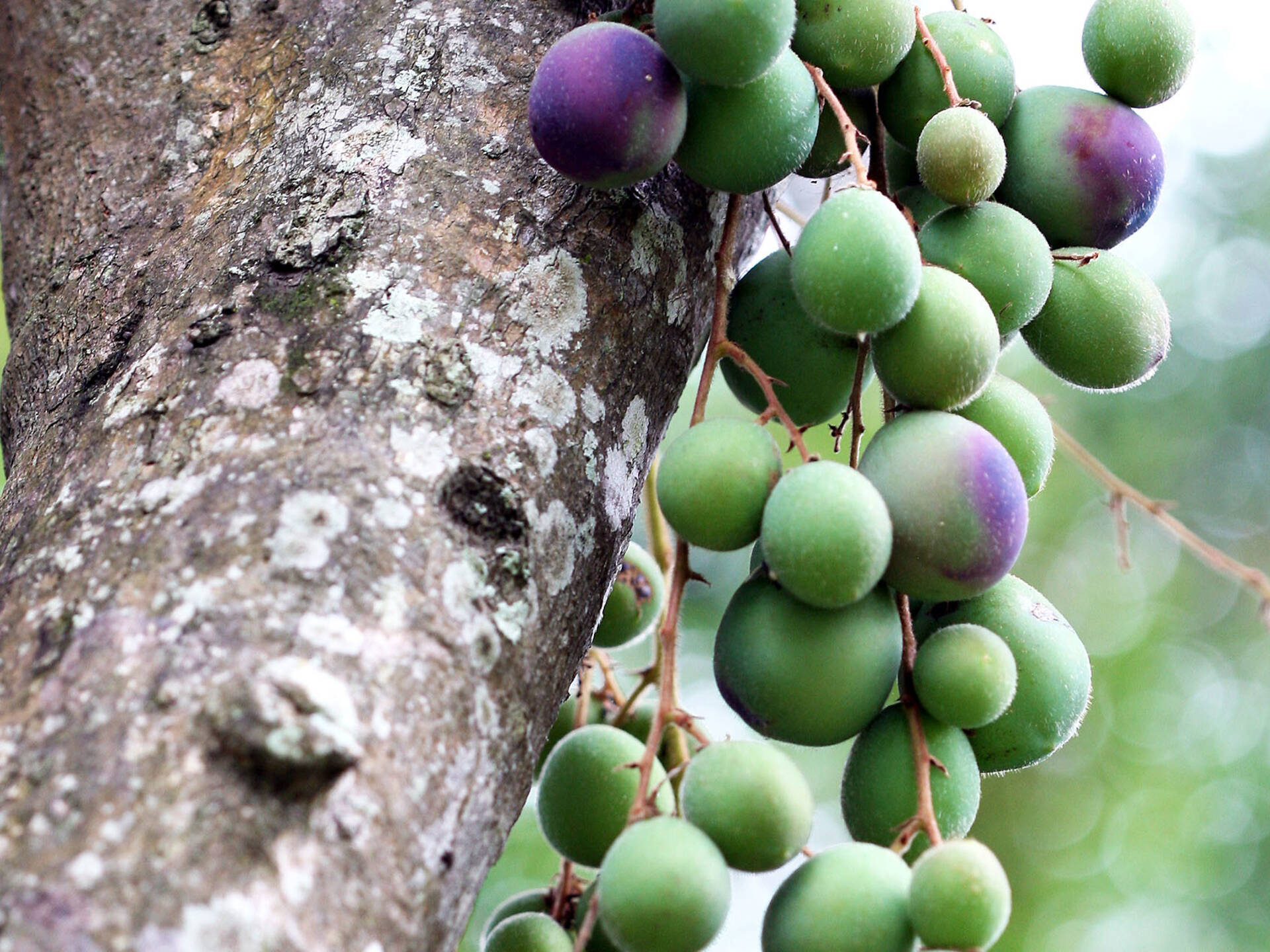 The rise of bushfood