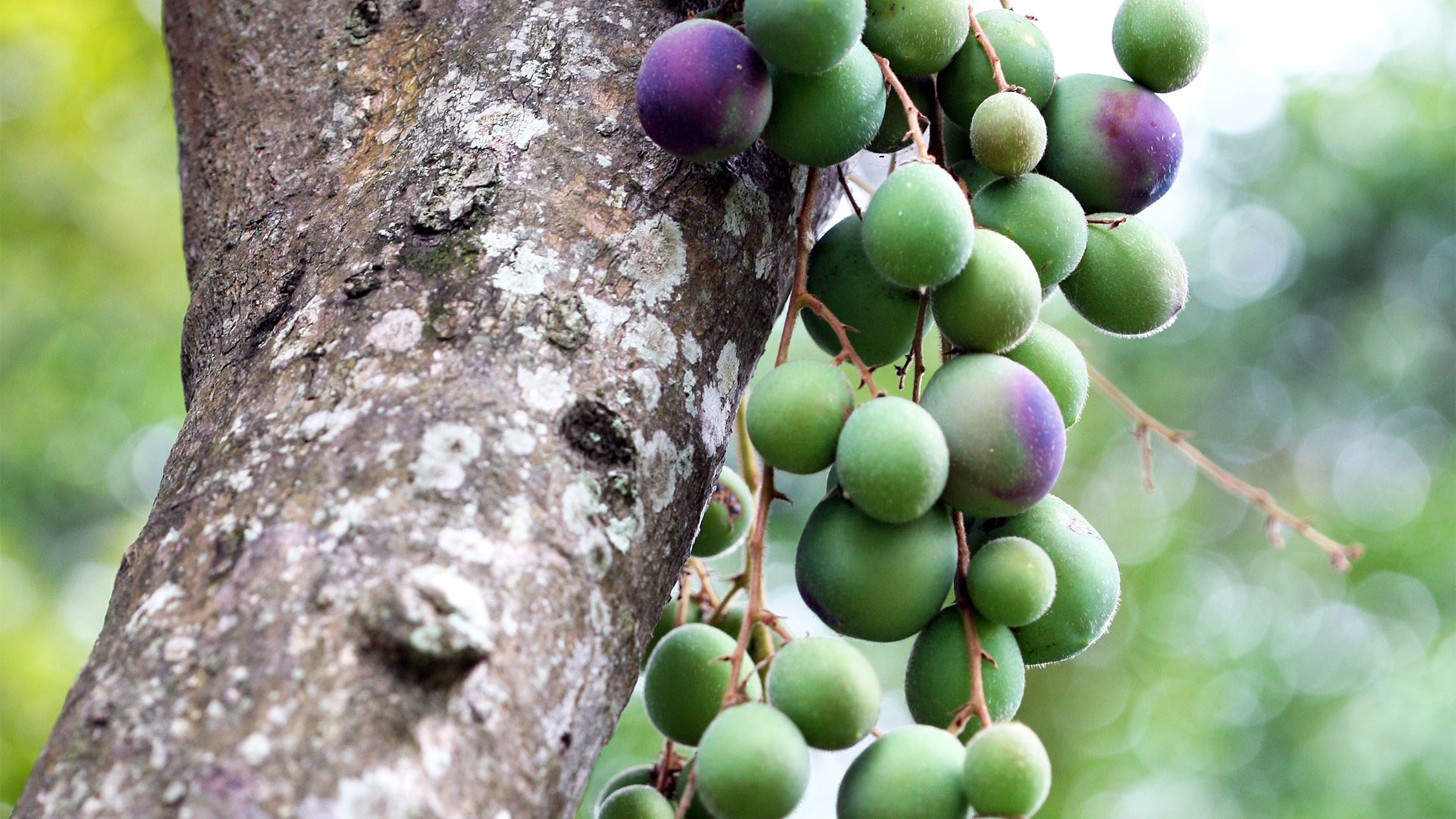 The rise of bushfood