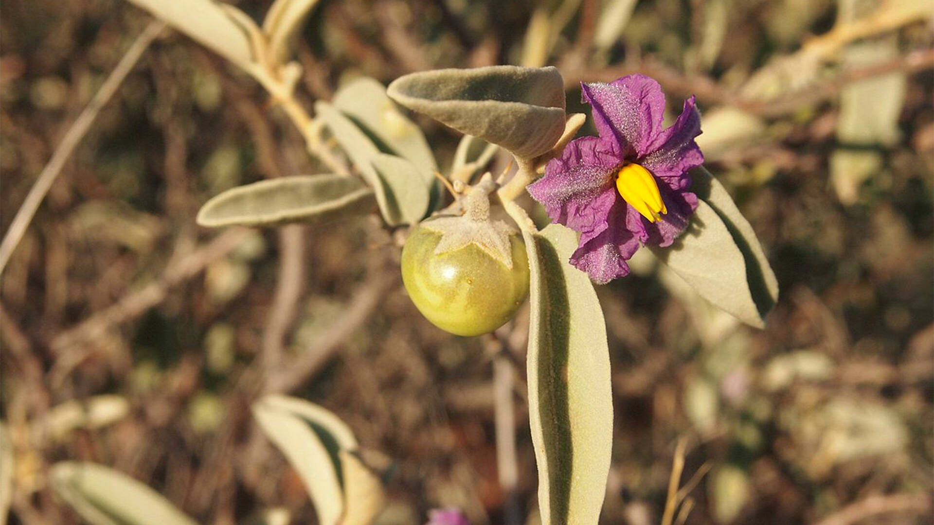 The rise of bushfood