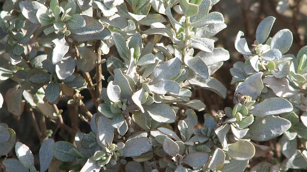 The rise of bushfood