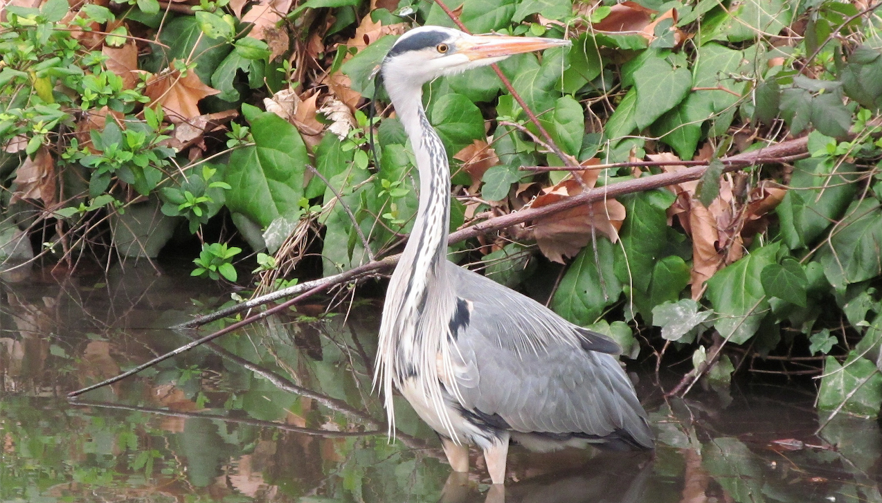 This heron has become a regular at the KFC in Thamesmead