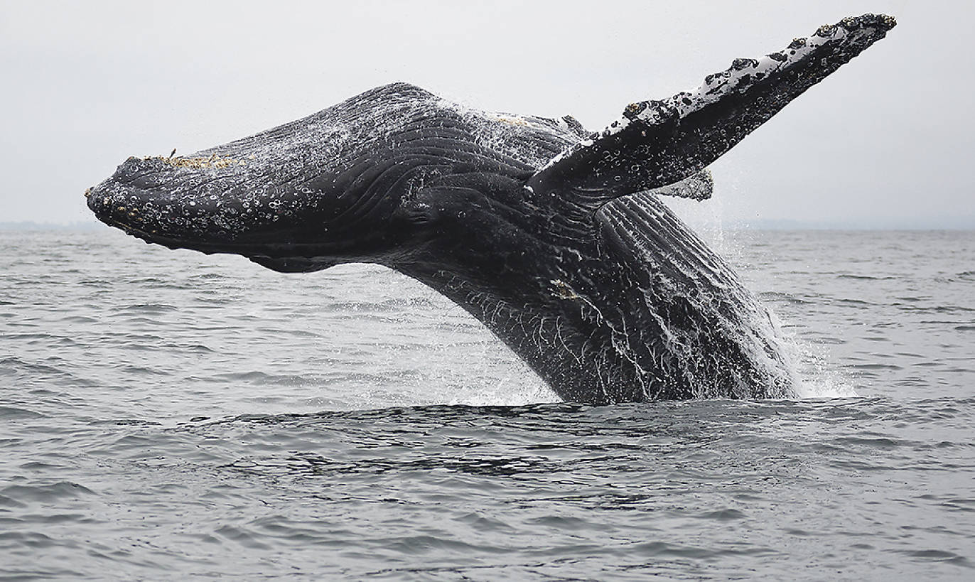 Whale Watching Boston: 7 Local Boat Tours for Seeing Whales