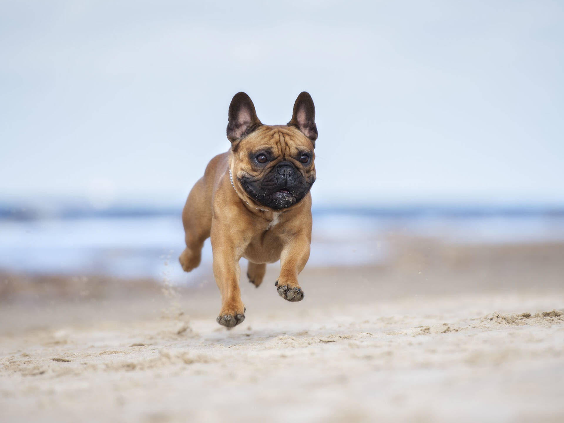 The best dog parks in Chicago