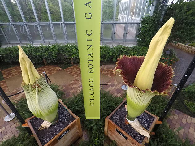 Time Out Chicago | Chicago Events, Activities & Things To Do