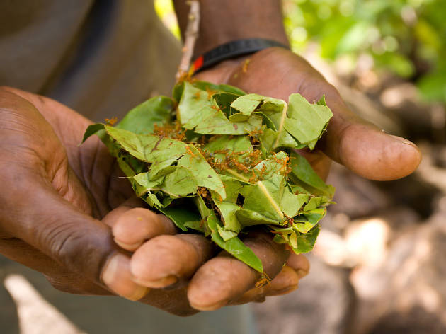 Discover traditional bush foods on these four outback Australia adventures