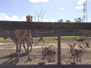 Go Wild at the Top Wildlife Sanctuaries in Miami and South Florida