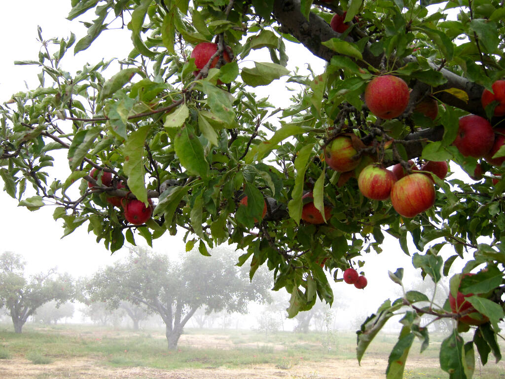 Family-Friendly Farms Near L.A. to Go Pick Fruit