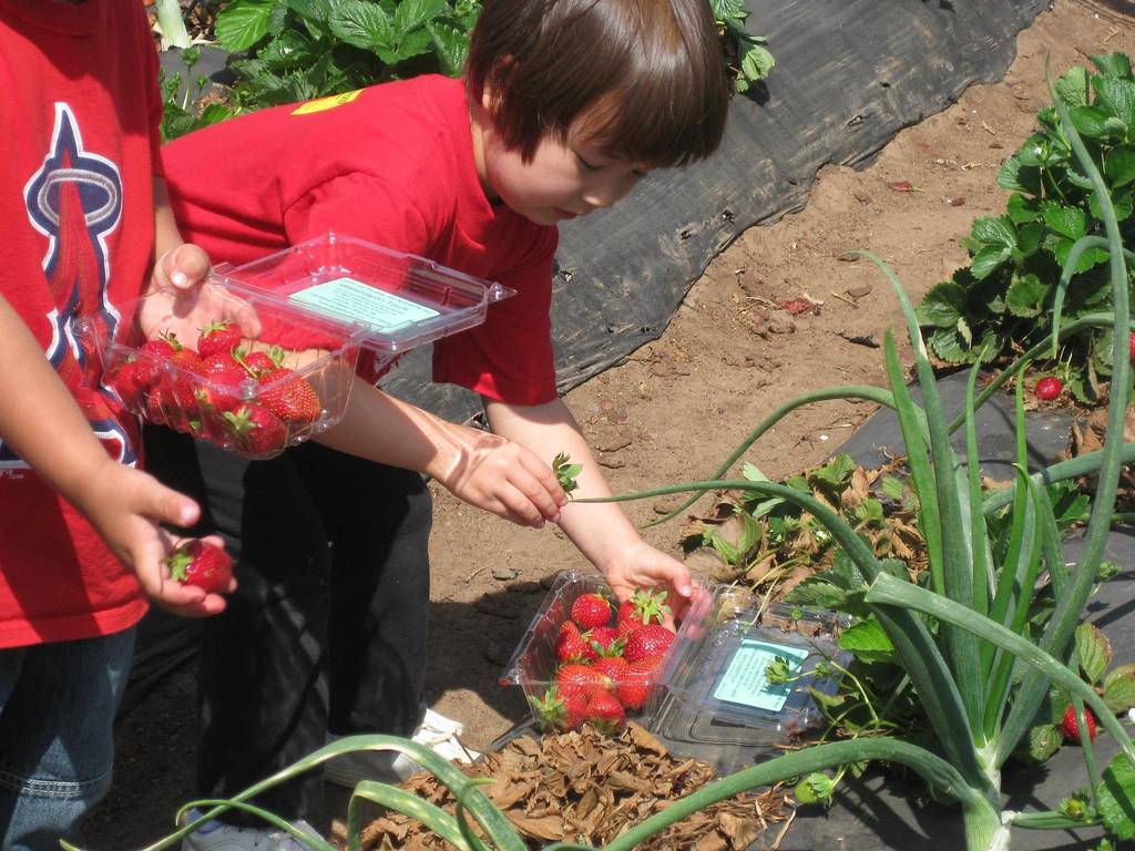 Family-Friendly Farms Near L.A. to Go Pick Fruit