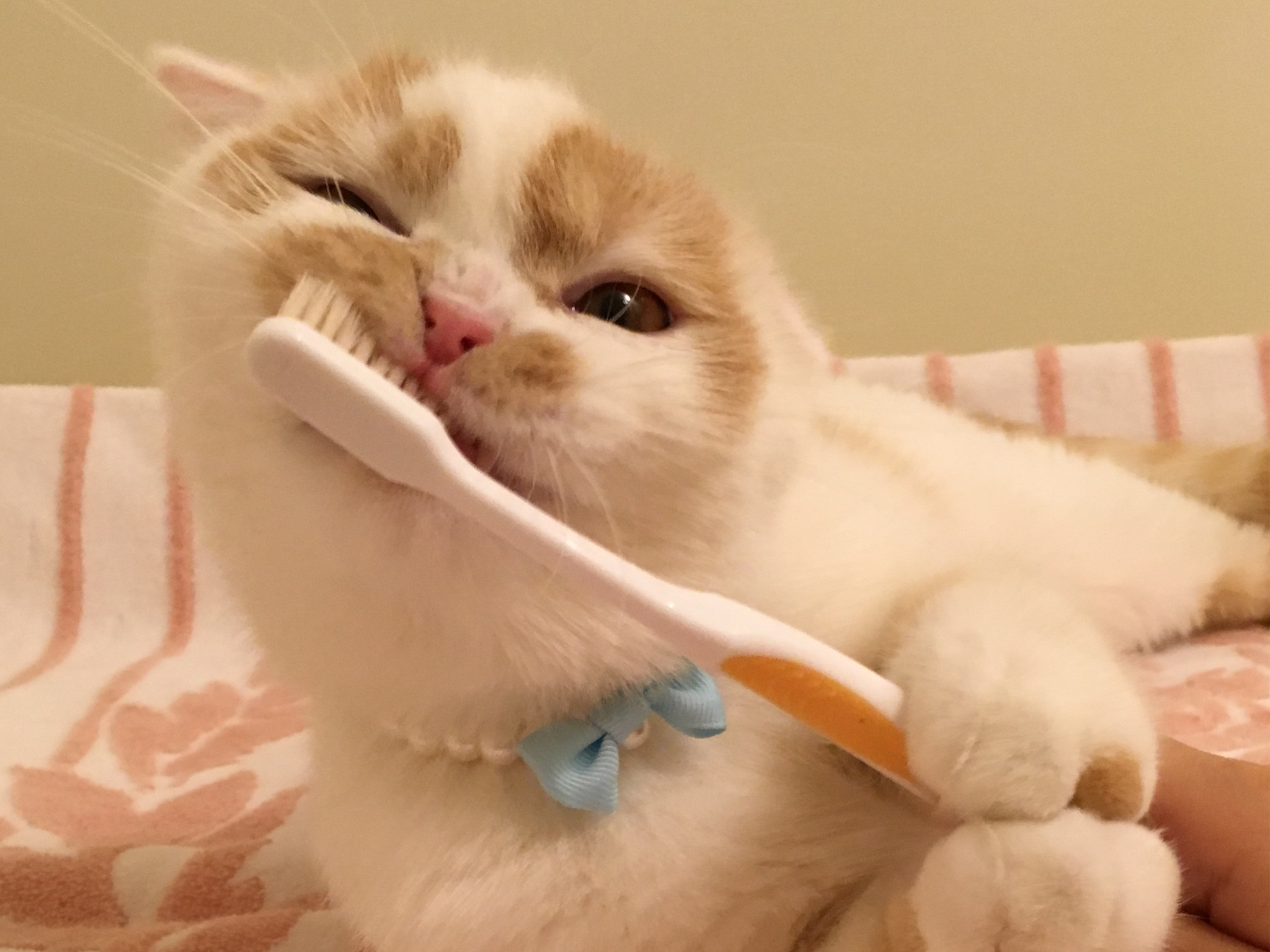 Hong Kong’s Langham Place is exploding with cute cats this August