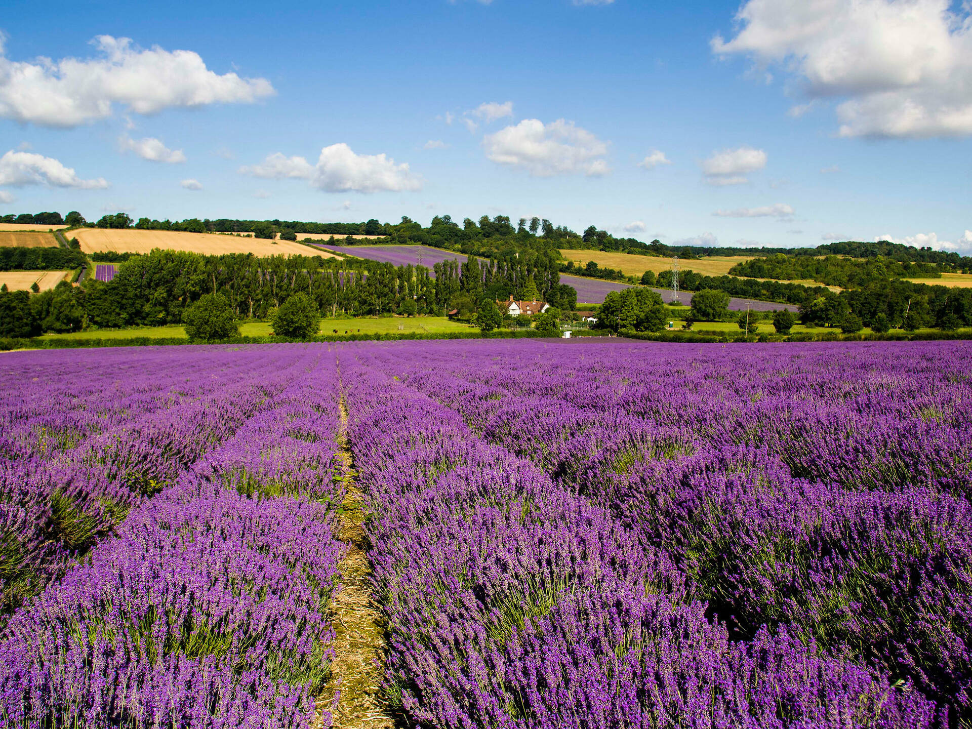 6 Lovely Lavender Fields in London