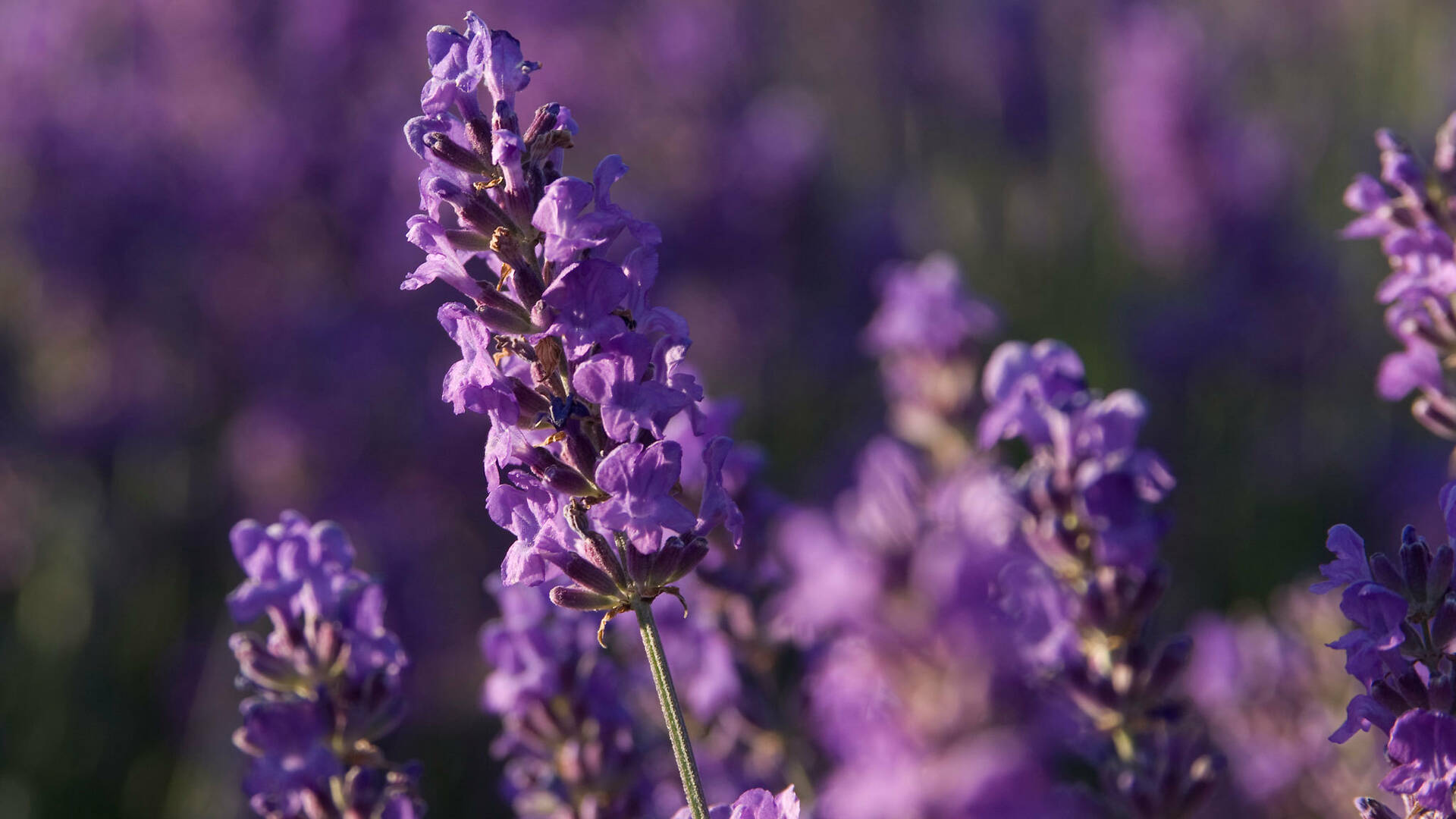 6 Lovely Lavender Fields in London