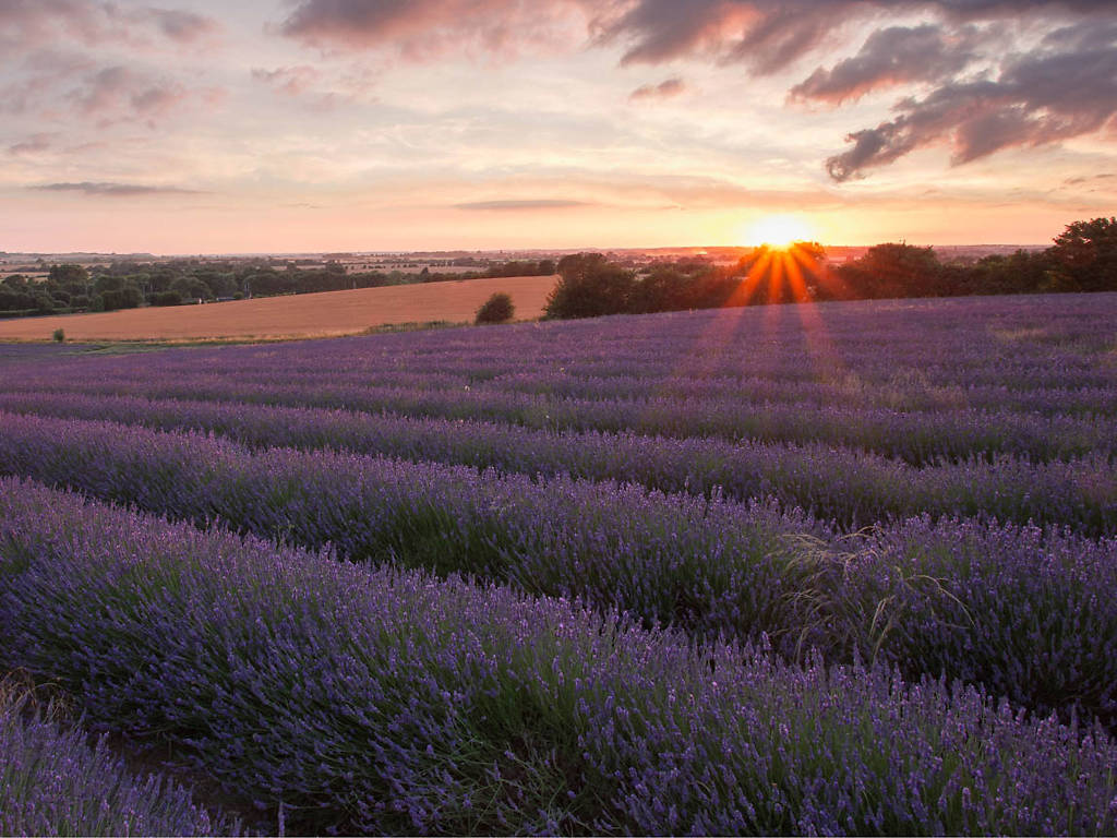 6 Lovely Lavender Fields in London