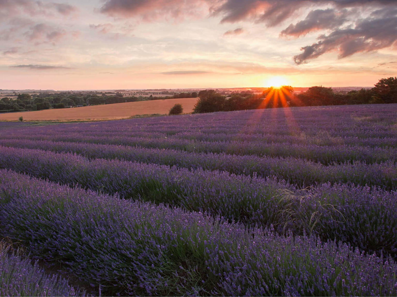 6 Lovely Lavender Fields in London