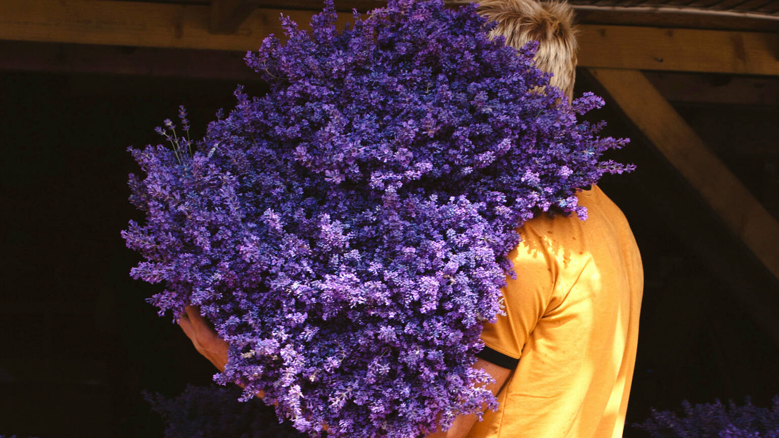 6 Lovely Lavender Fields in London