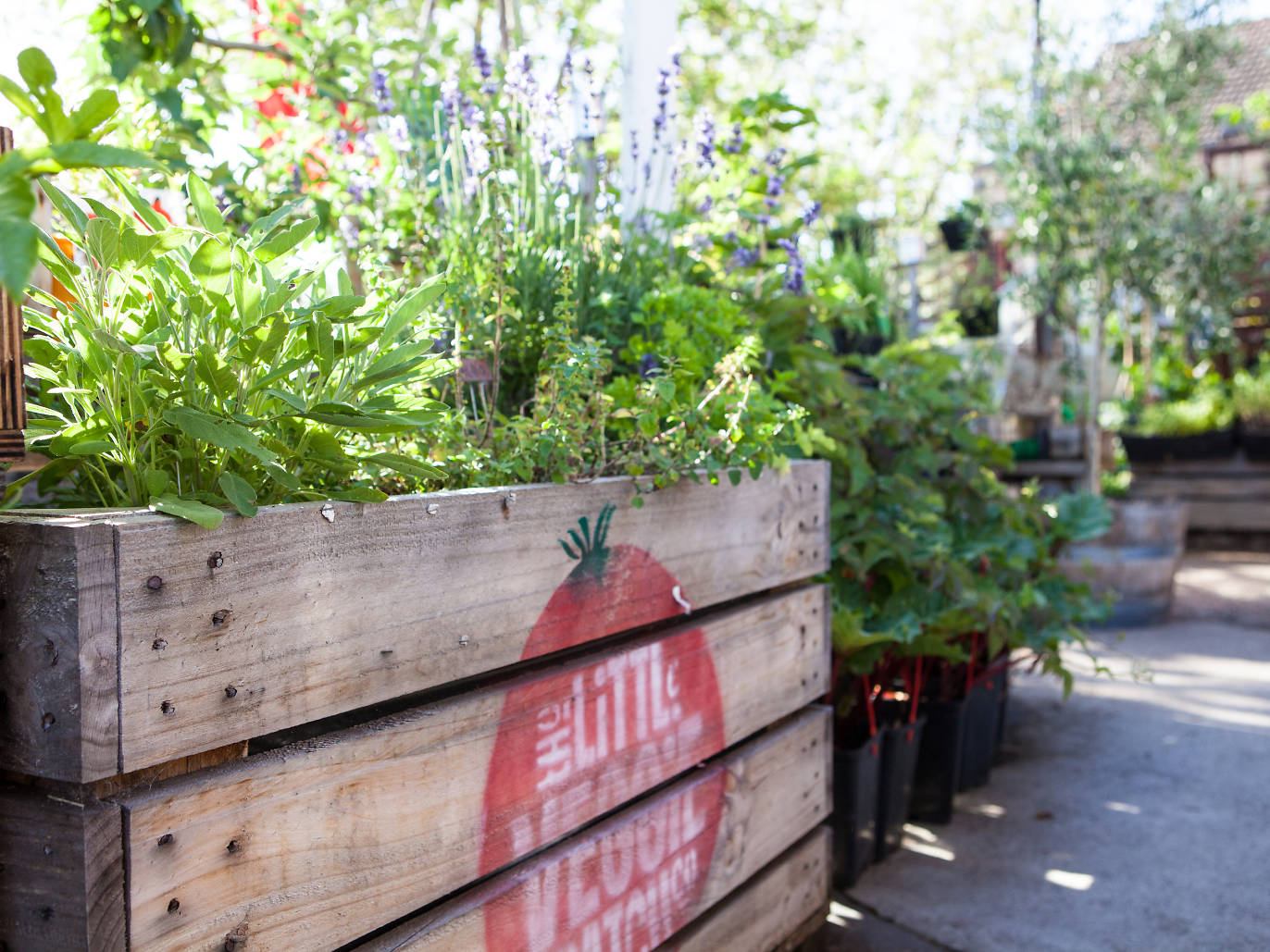 The best nurseries to buy plants in Melbourne