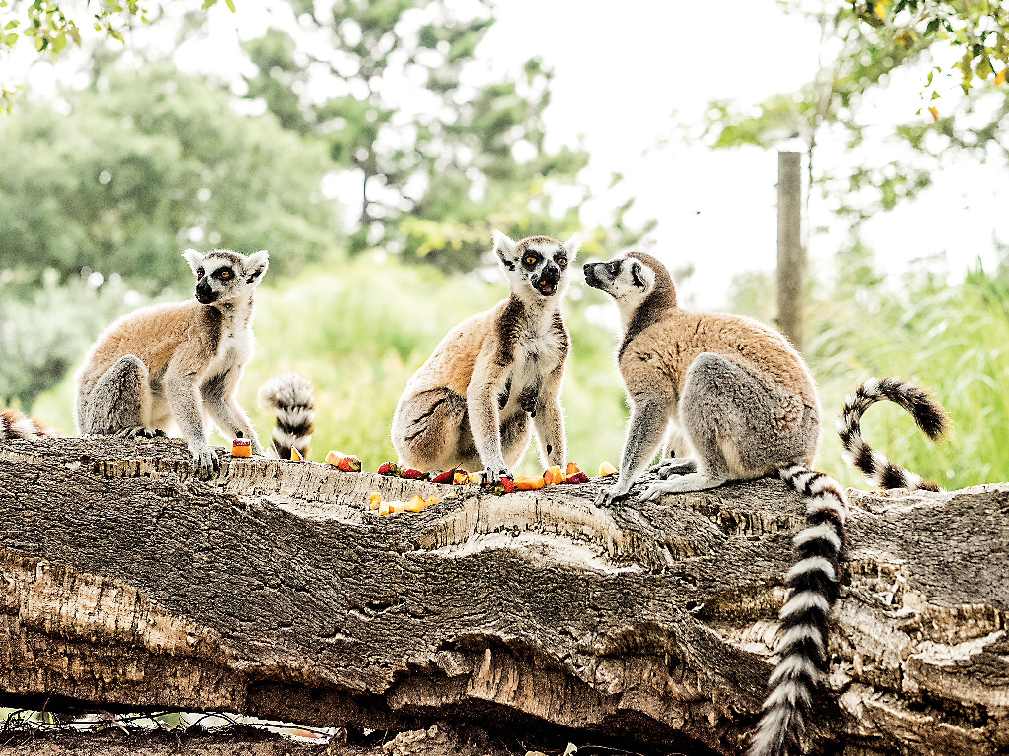 Badoca Safari Park reabre no Dia da Criança mas precisa de ajuda já