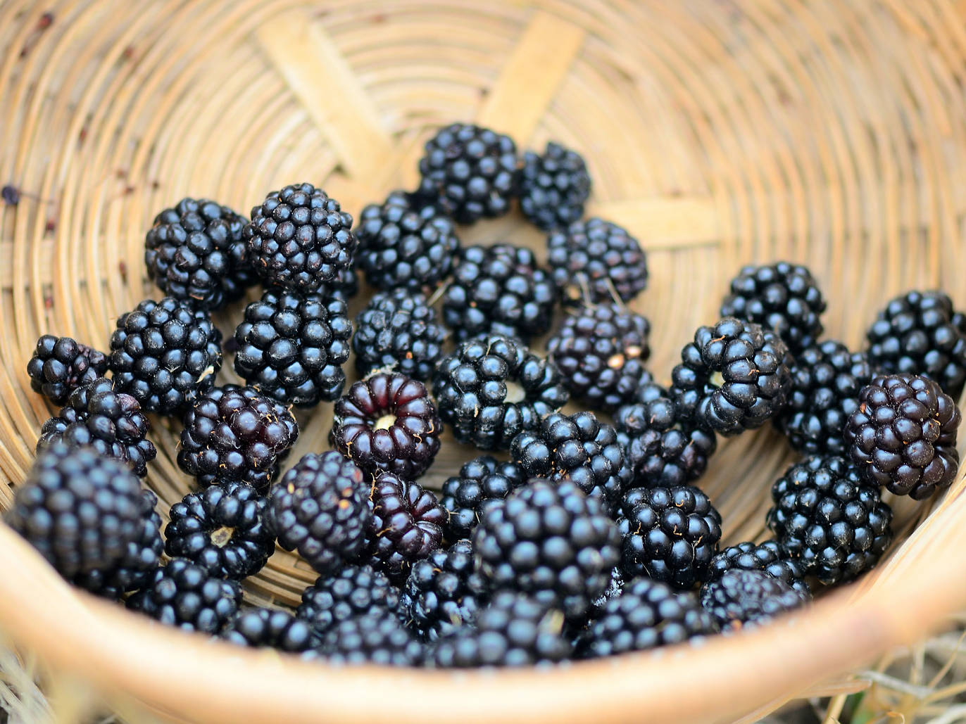 Beautiful spots for blackberry picking in London - Time Out