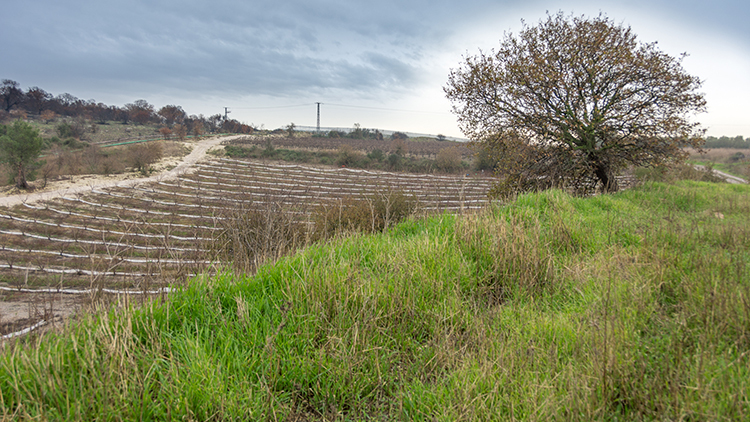 Binyamina Winery | Attractions in Binyamina, Israel