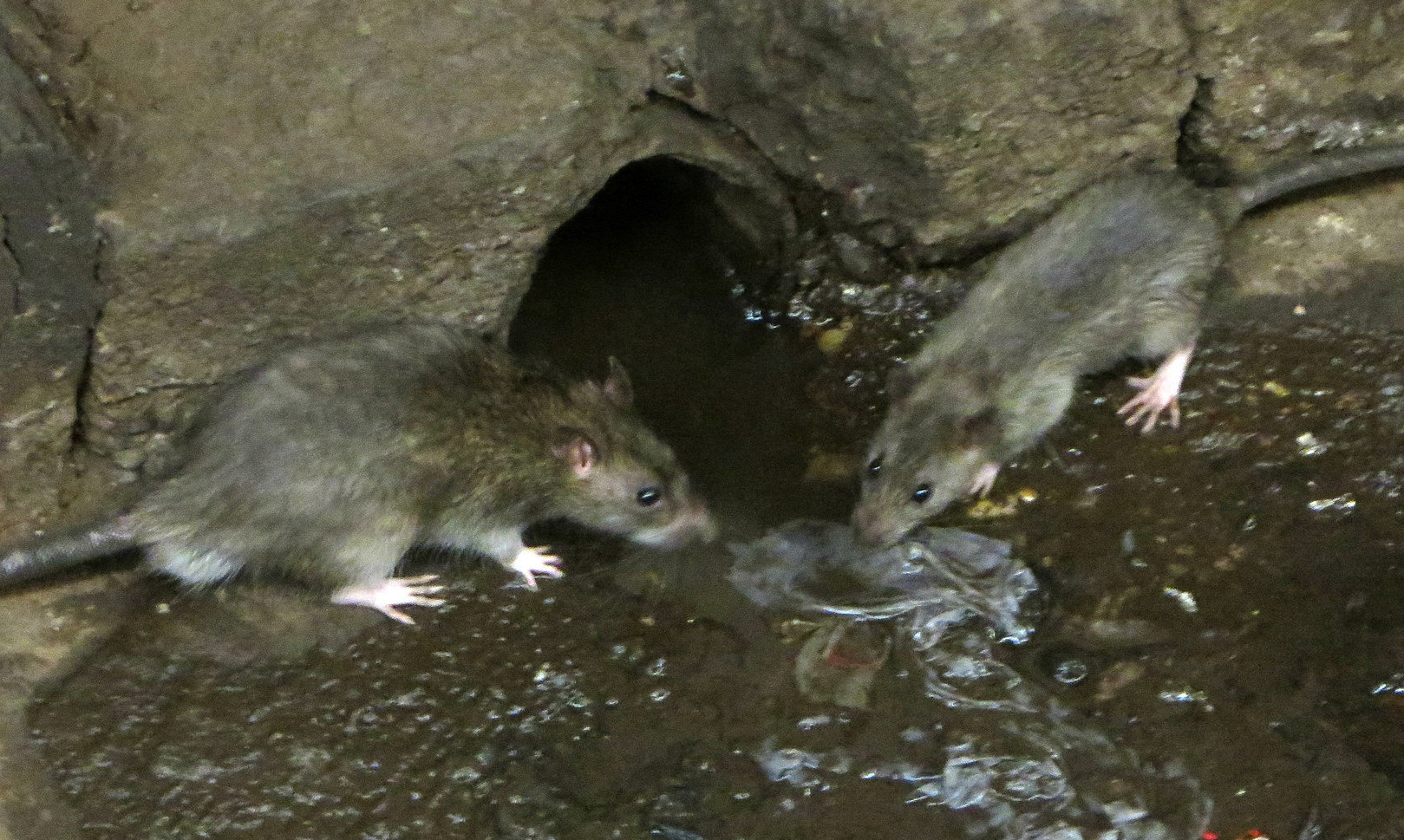 Sign up now for a "Rat Academy" on the Upper West Side