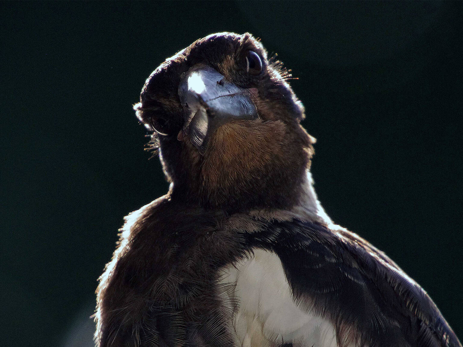 Avoid magpie attacks with this handy interactive map for spring 2025