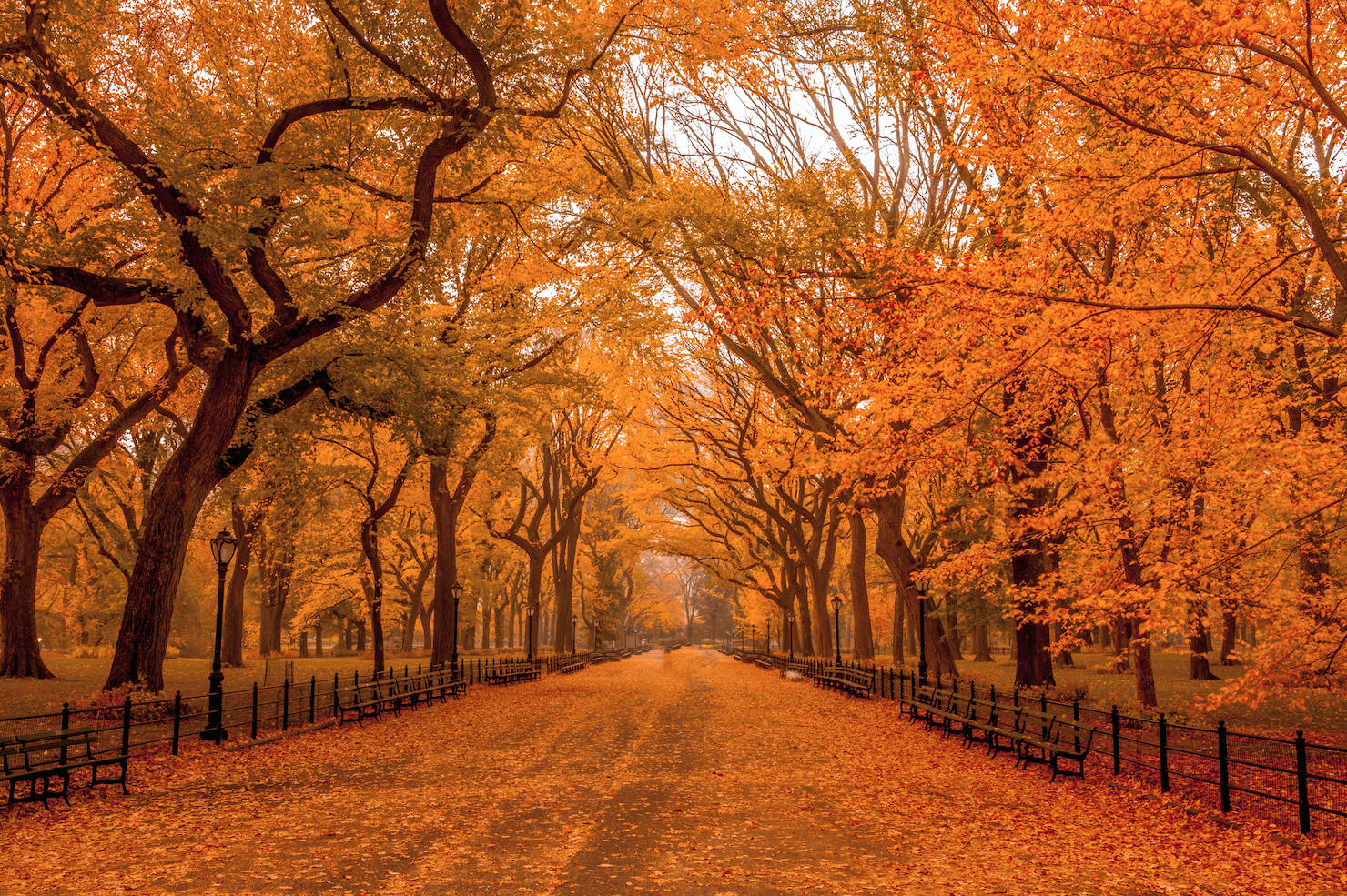 Best Fall Foliage In New York From Central Park To The Catskills Best Fall Foliage In New York From Central Park To The Catskills