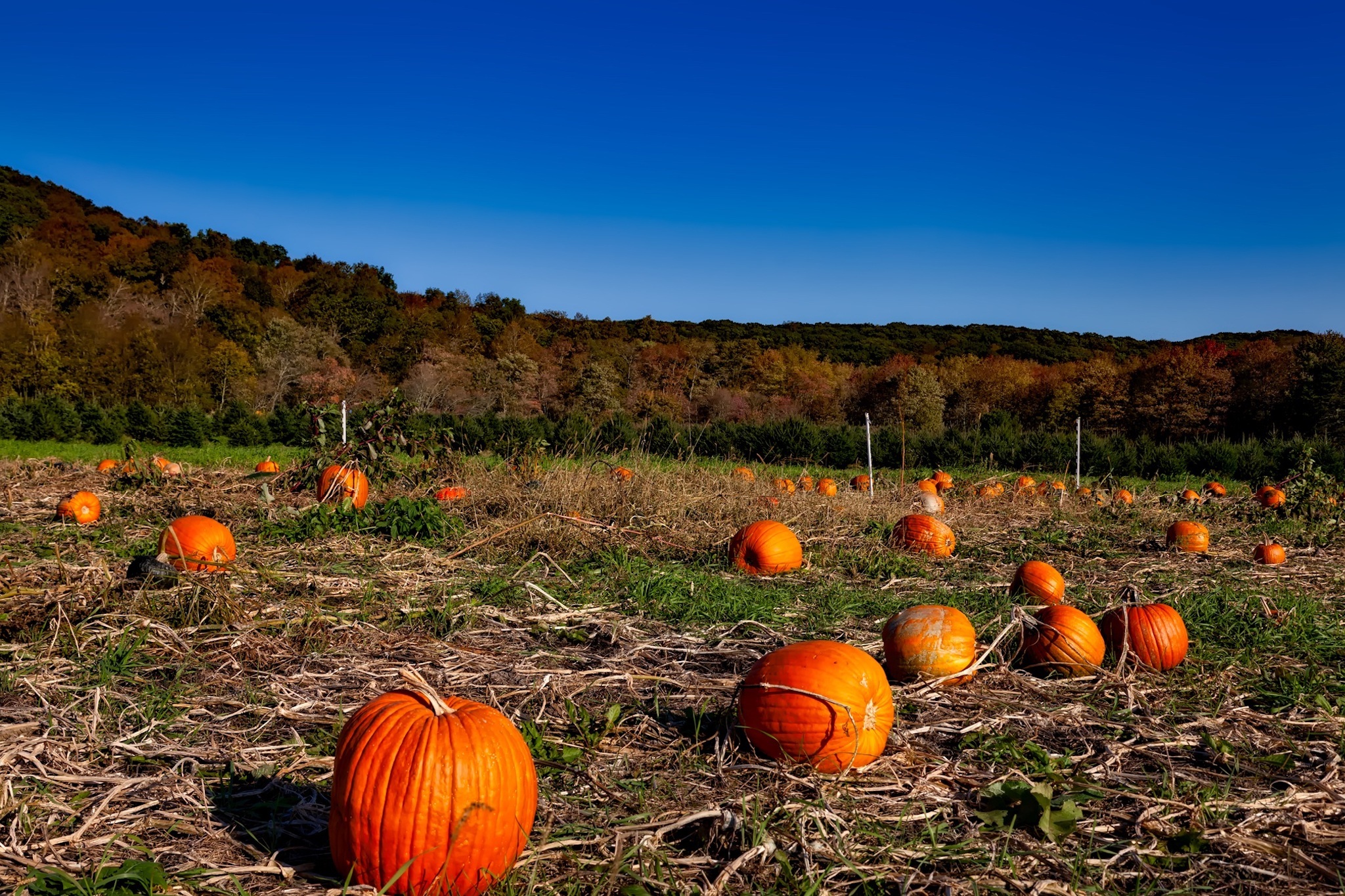 Springdale Farms | Attractions in Green Tree, Philadelphia
