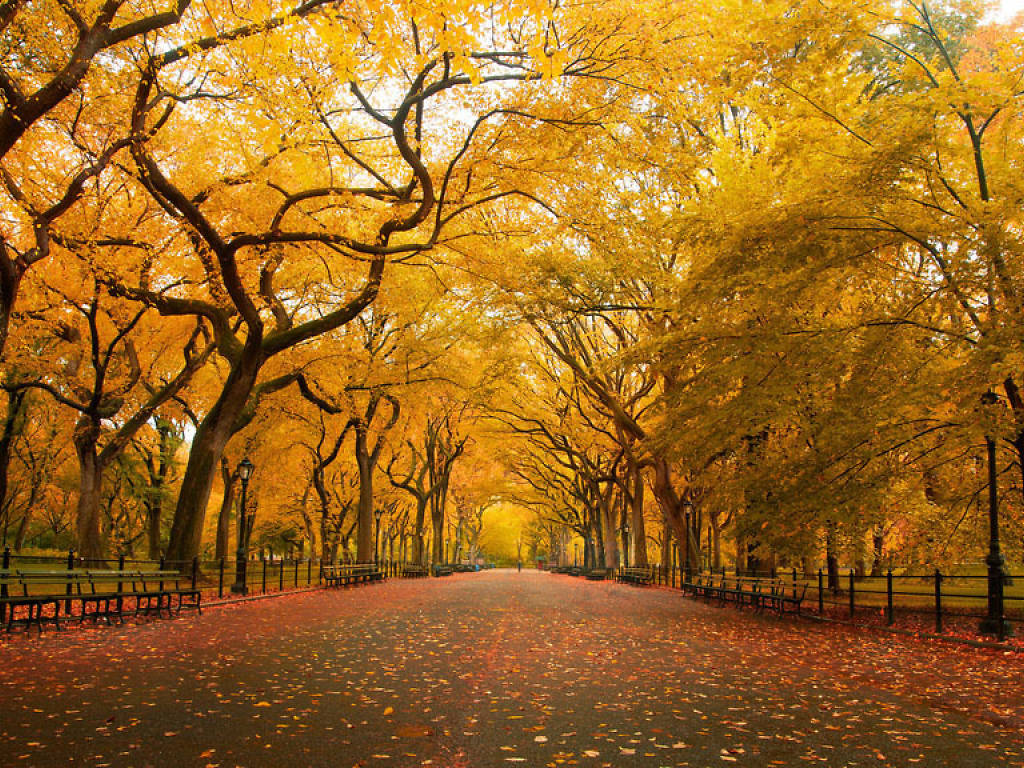 25 beautiful photos of fall in NYC