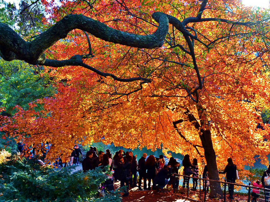 25 beautiful photos of fall in NYC