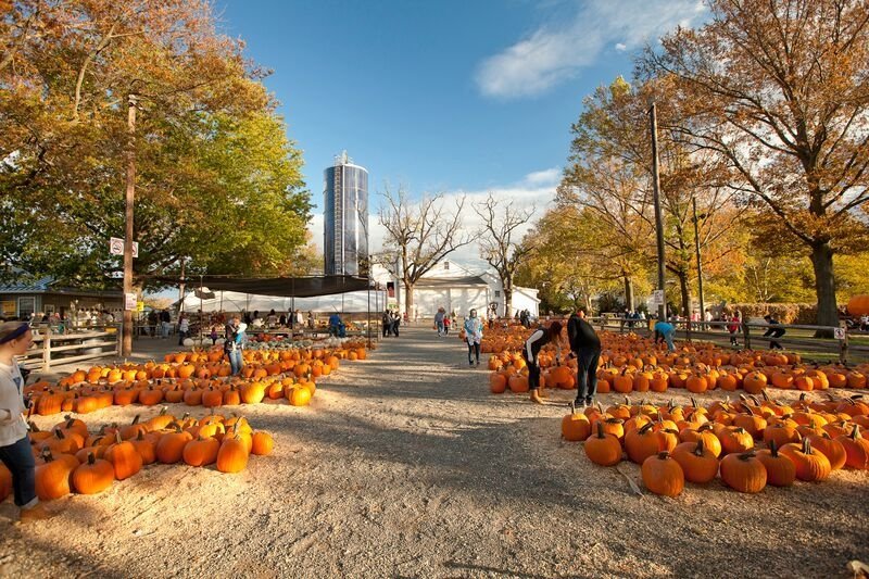8 Best Pumpkin Patches Near Philadelphia