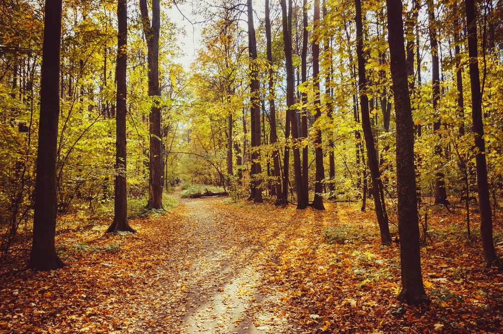 Los bosques más bonitos de Madrid