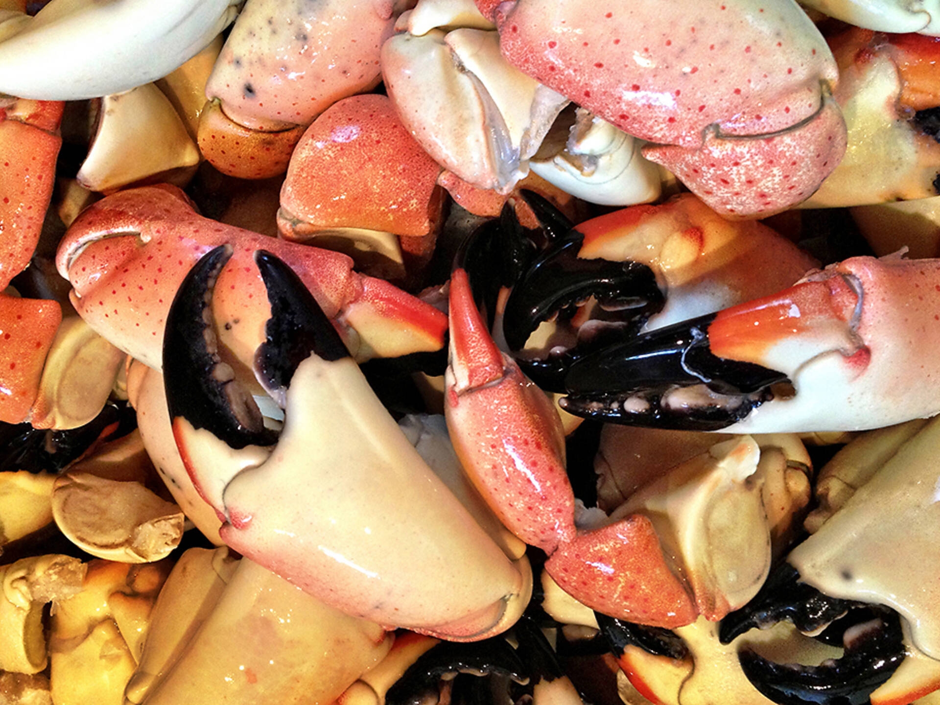 Best Places for Stone Crab Season in Miami, from Old-school Spots to ...