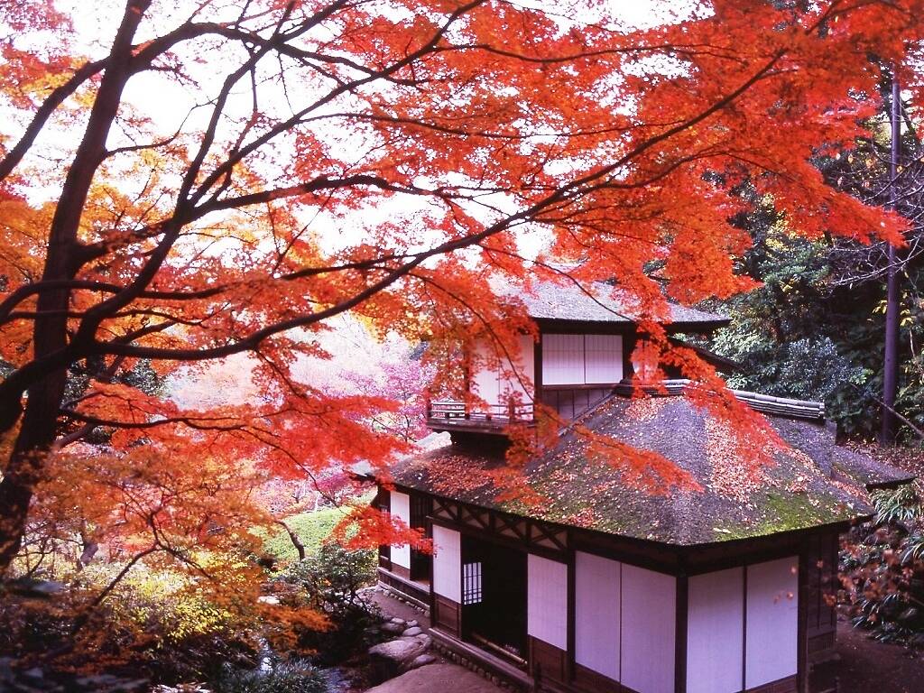 Catch these stunning pampas grass fields in Japan this autumn