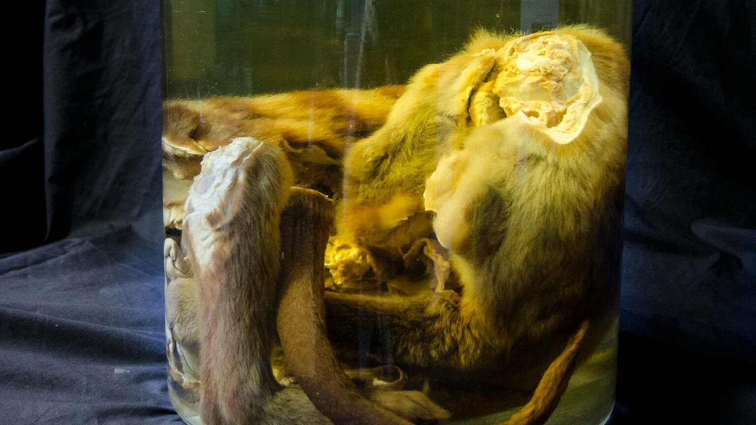 11 Strangest Oddities in London’s Museums - Time Out